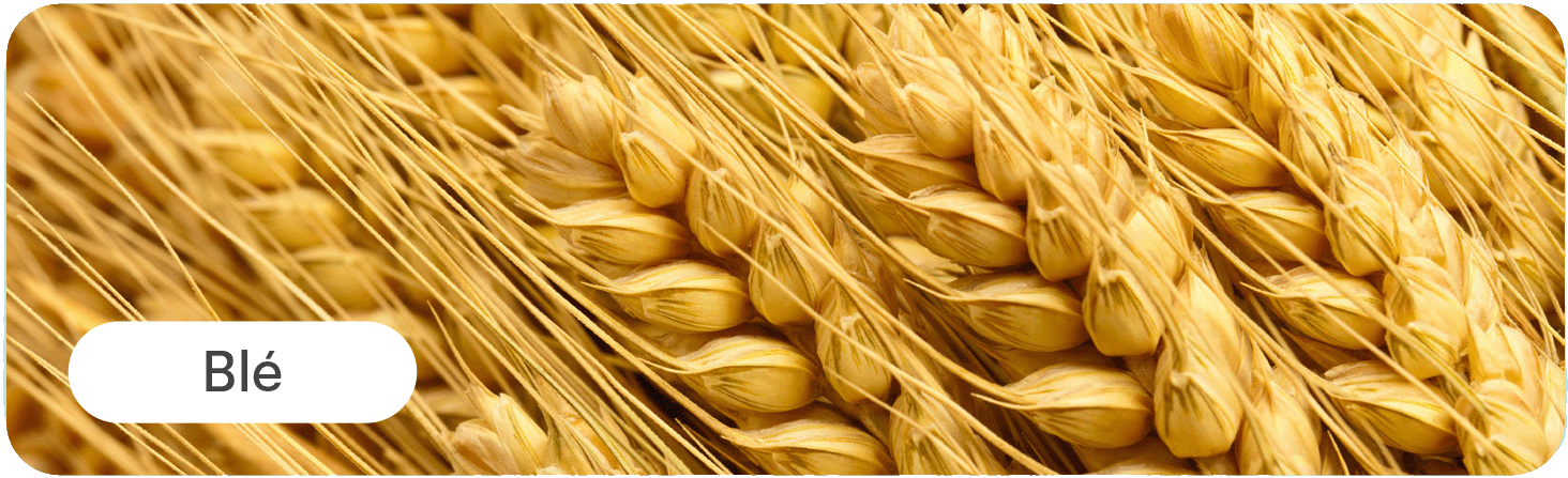 Groupe de céréales