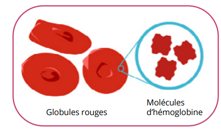 Soins et services offerts au CHU Sainte-Justine - A