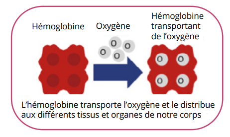Soins et services offerts au CHU Sainte-Justine - A